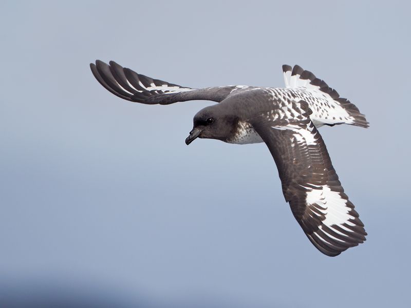 Cape Petrel