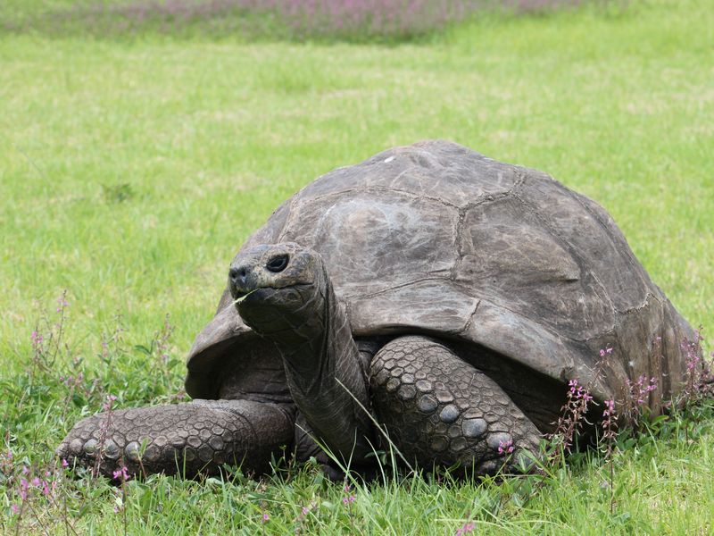 Polartours | Jonathan the Tortoise