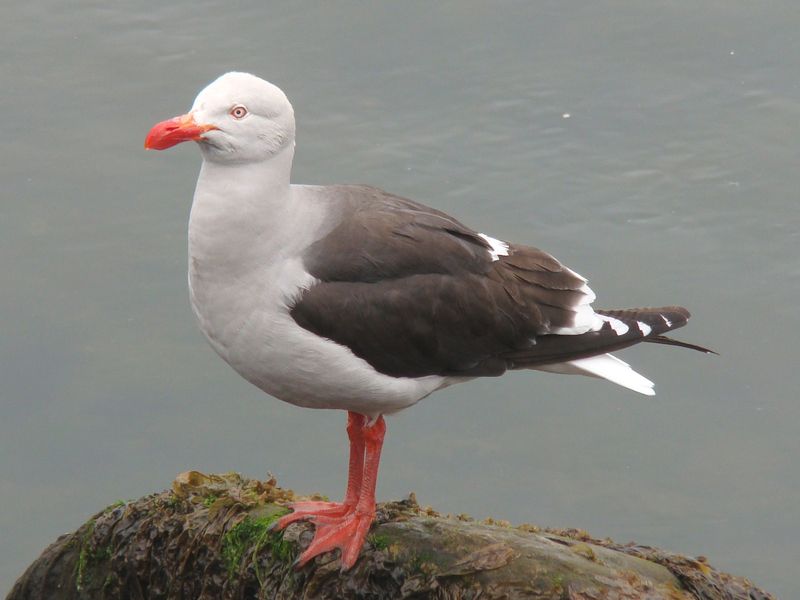 Dolphin Gull