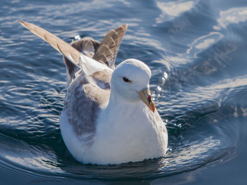 Northern Fulmar