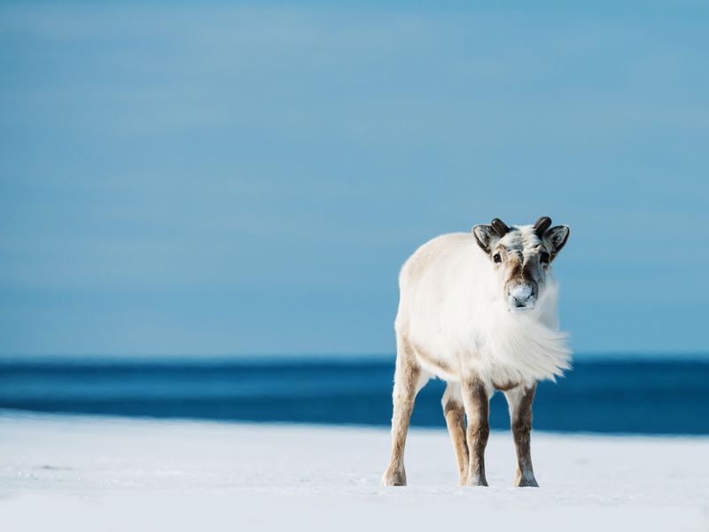 MS Quest: Springtime in Svalbard | Polartours