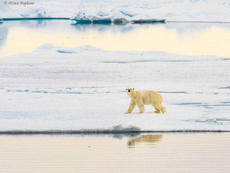 Explore the pack ice | Polartours