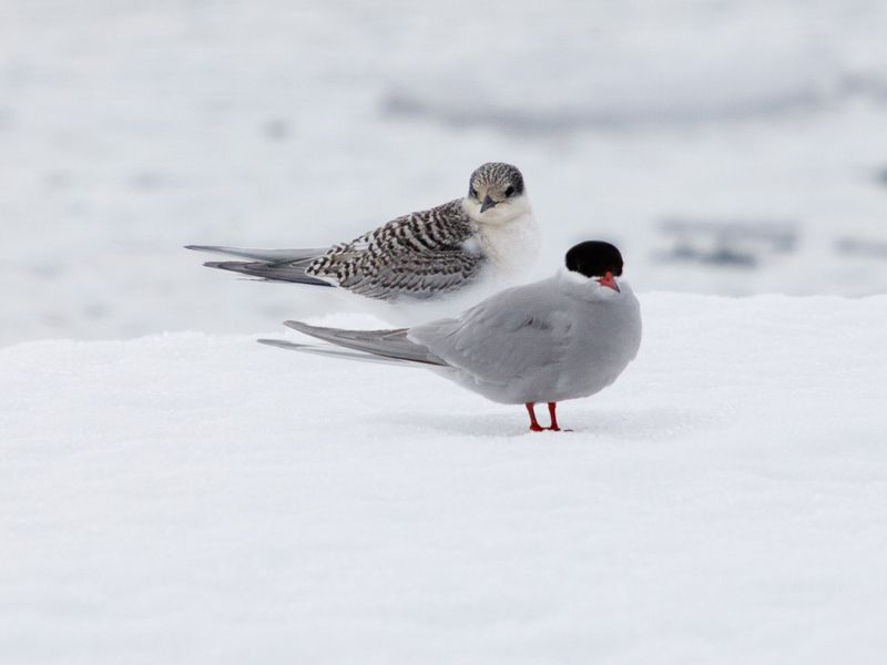 Antarctic Tern | Polartours