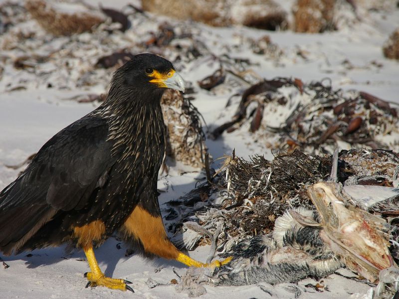 Striated Caracara (Johnny Rook)