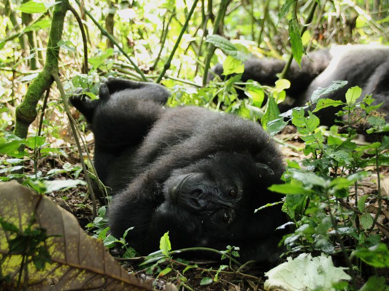 Bwindi National Park: Meet the famous mountain gorillas