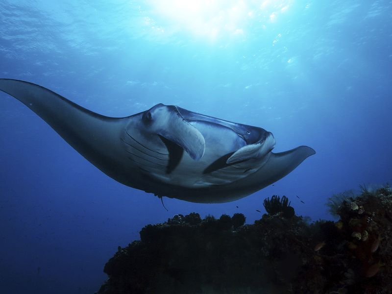 Blue Magic Diving Cruise | DiveIndonesia.com