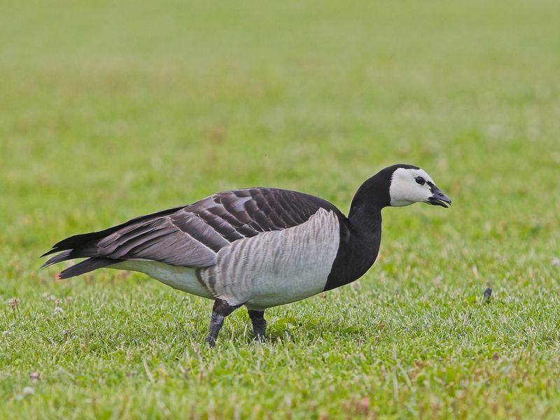 Barnacle Goose