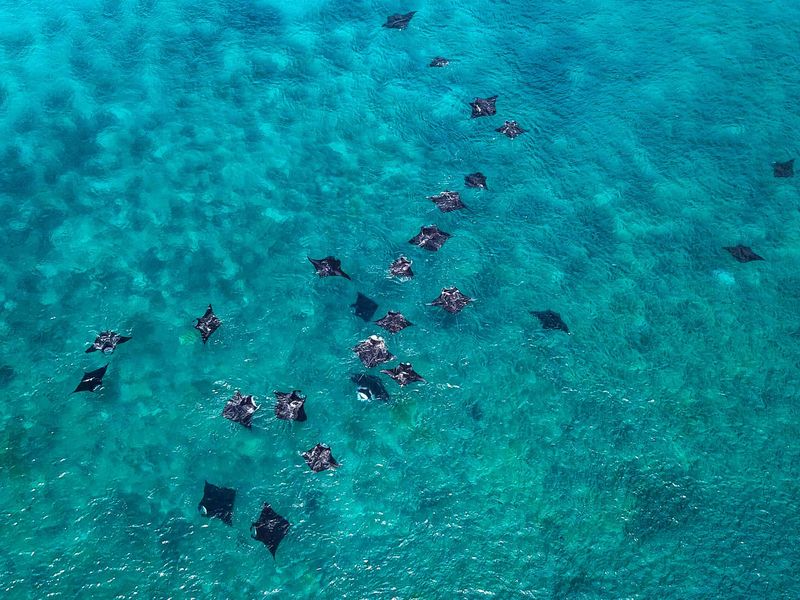 Manta Sandy Diving Cruise | DiveIndonesia.com