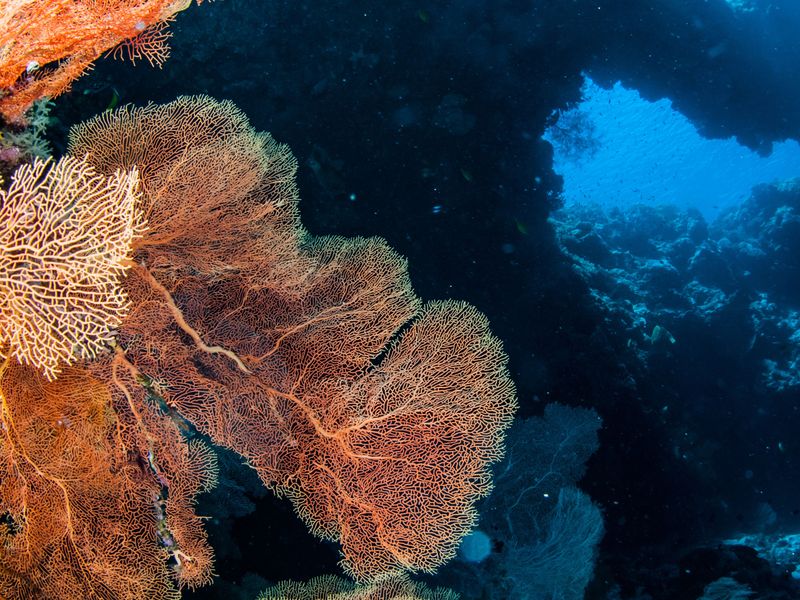 Pohon Miring Diving Cruise | DiveIndonesia.com