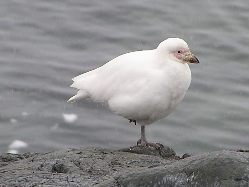 Snowy Sheathbill