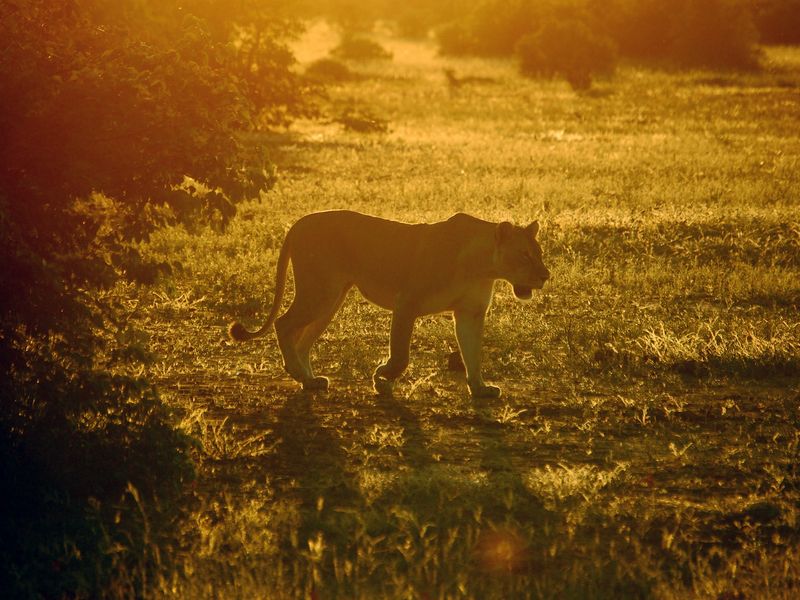Moremi Gamedrive: wohl eines der besten Wildbeobachtungsziele Afrikas