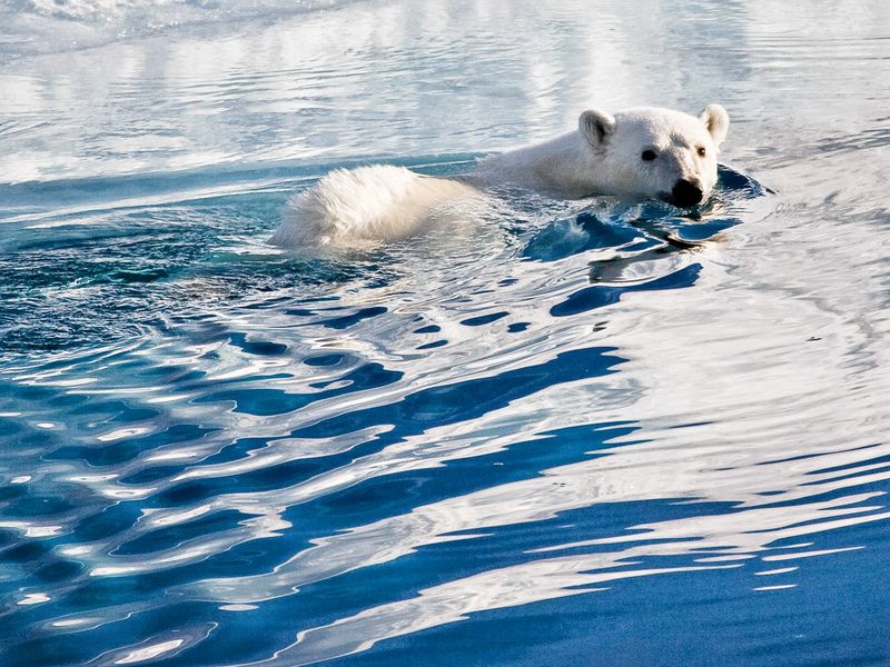 Hondius: East Spitsbergen Explorer - Home of the Polar Bear, Summer ...