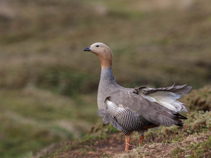 Ruddy-headed Goose
