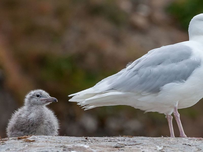 Glaucous Gull