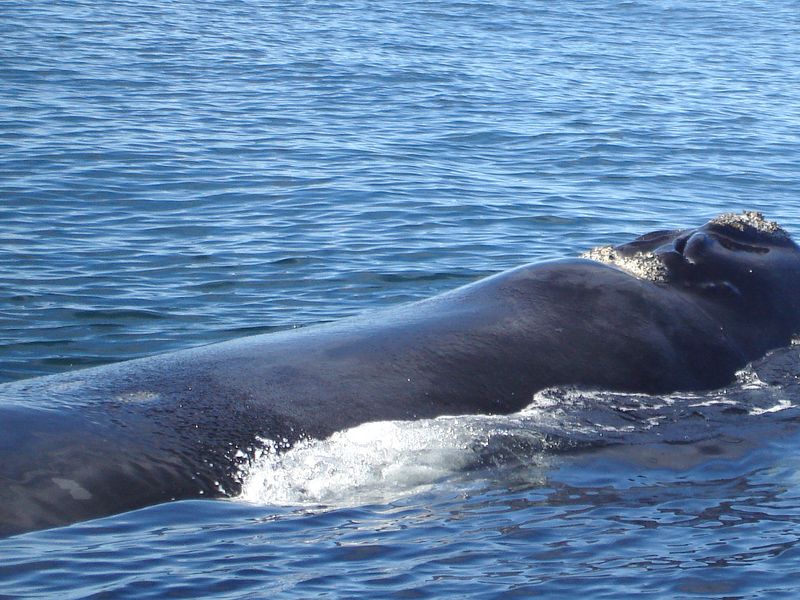 Baleine franche australe | Polartours