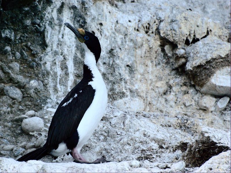 Imperial Shag or King Shag