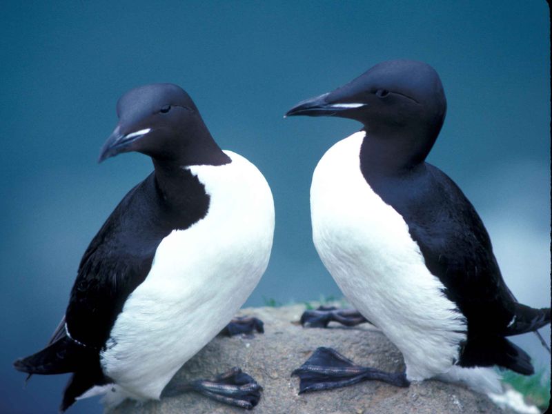 Thick-billed Murre