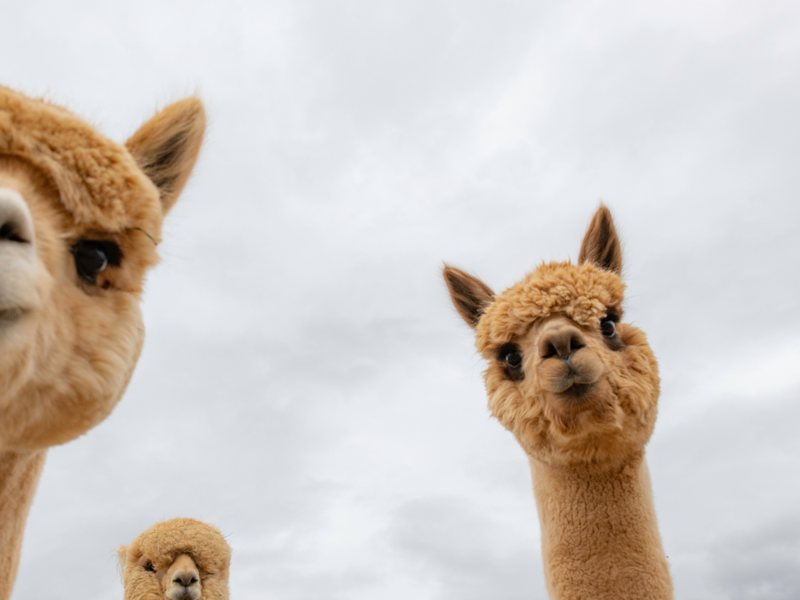 Adopt an Alpaca with Indico Travels