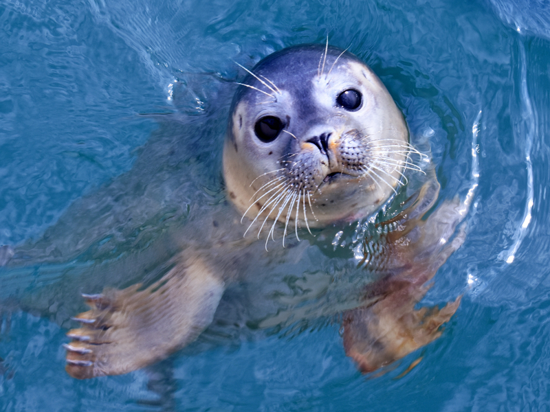 10 Fun Facts About Seals