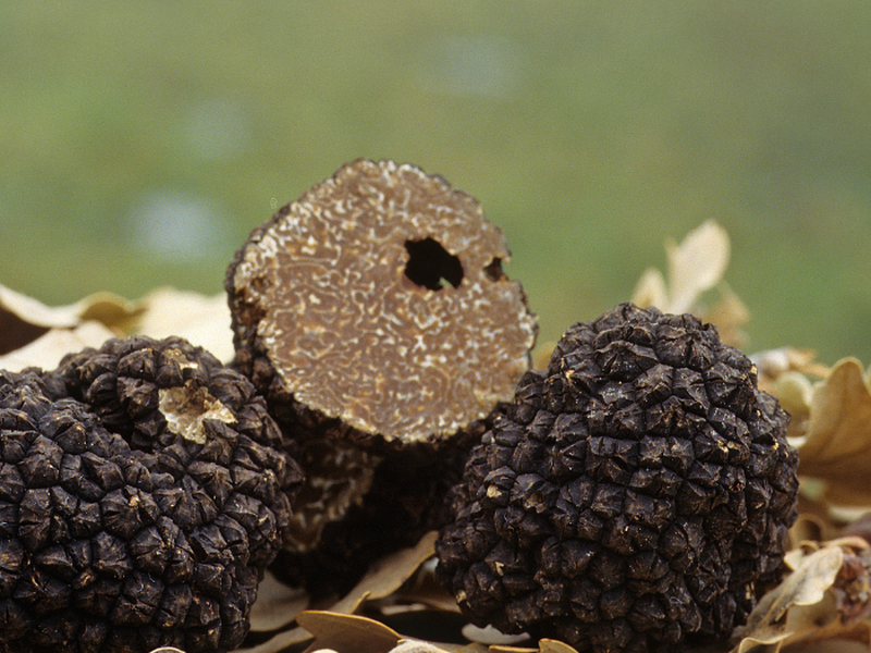 Discover Europe's Top Truffles