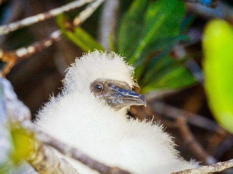What Charles Darwin observed on the Galápagos Islands
