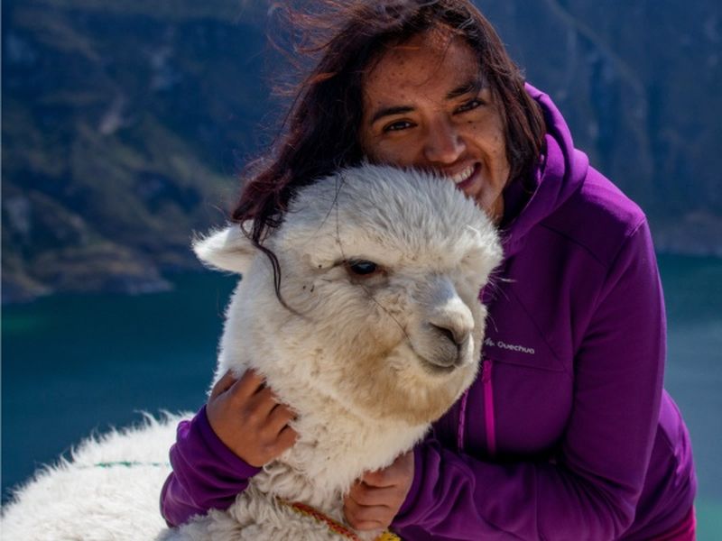 Wie die Alpakas Ecuadors Natur retteten