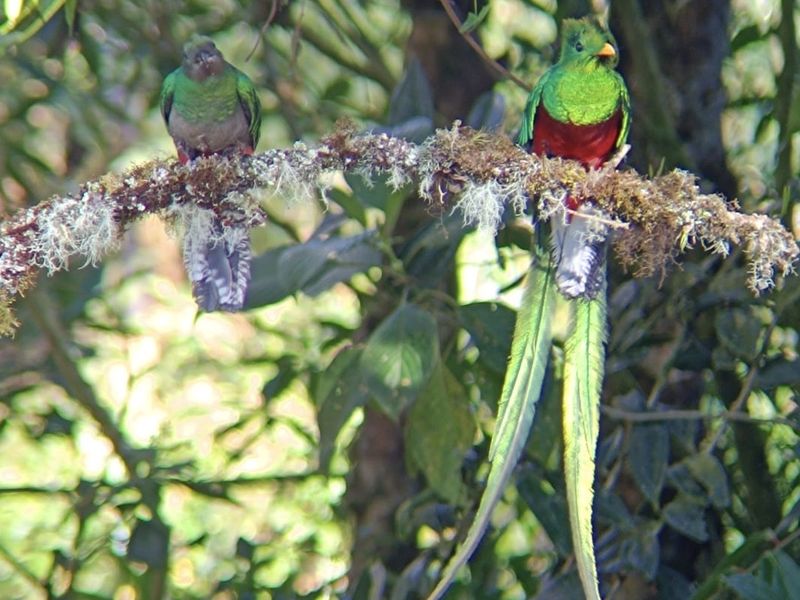 Tour d'observation du Quetzal - Expérience guidée avec Puraventura