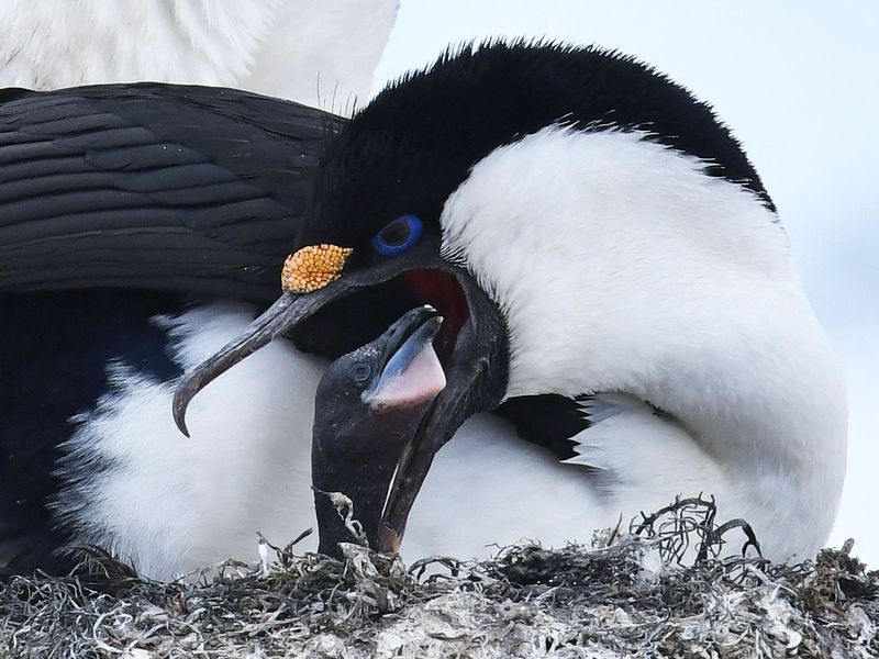 Ocean Albatros: South Shetland and Antarctic Peninsula | Polartours