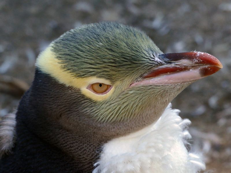 Yellow Eyed Penguin | Polartours
