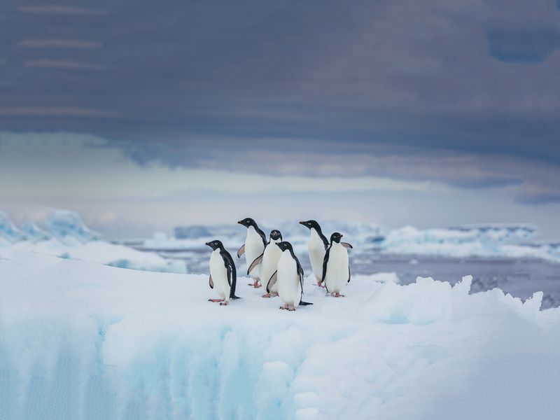 Ocean Adventurer: South Georgia and Antarctic Peninsula- Penguin Safari ...